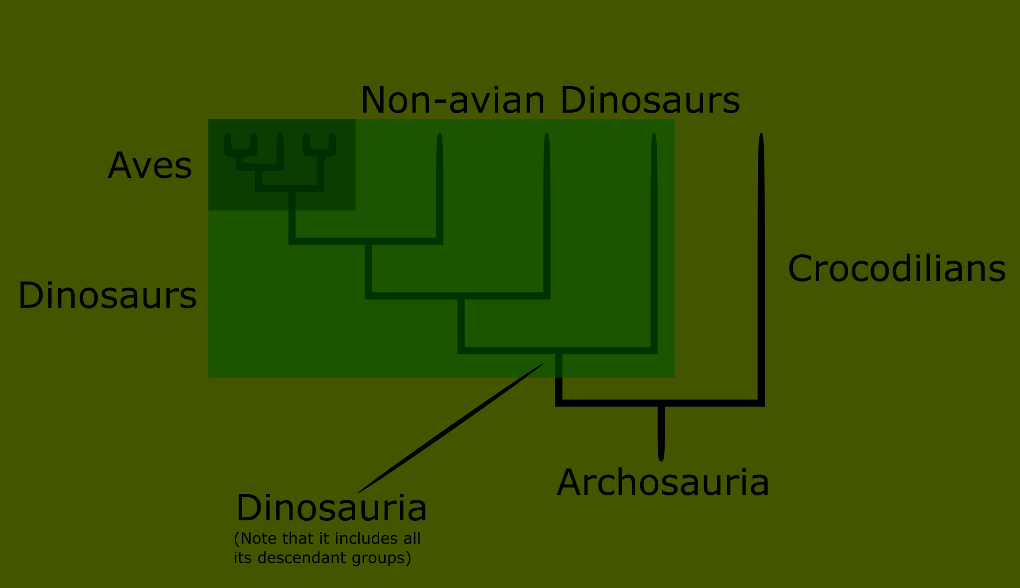 What are clades? | endlessforms